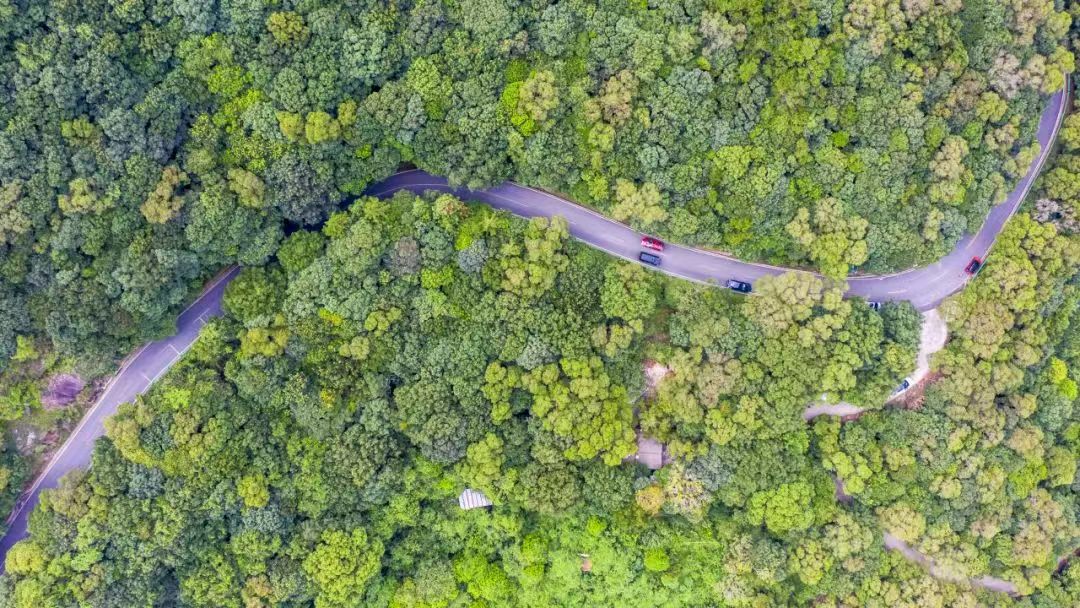 Fujian Leads in Forest Coverage for 45 years Straight_ News_ Fujian ...