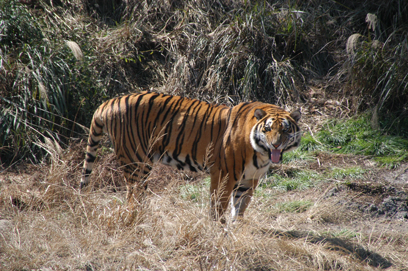 New home for South China tigers, as biggest rewilding base opens_ News ...