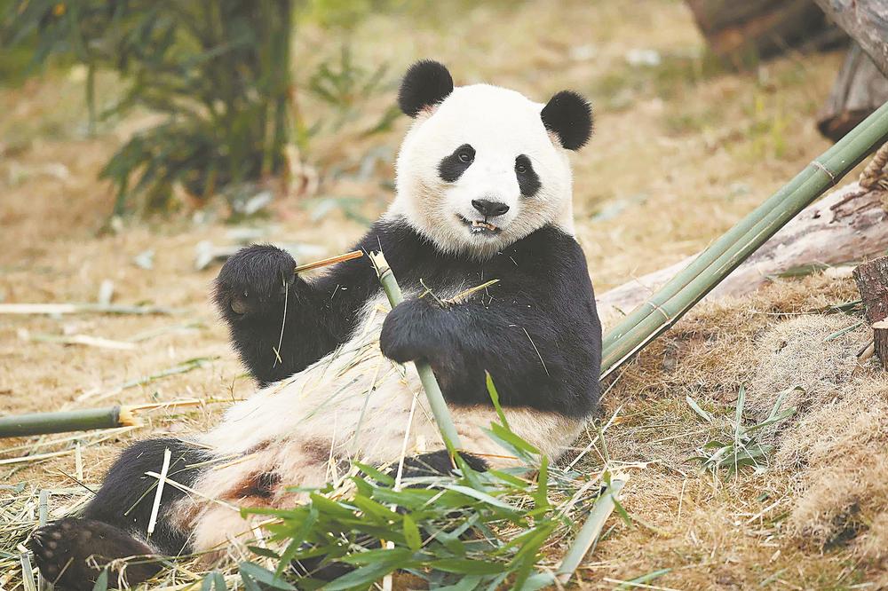 大熊猫来福州了_ 回应关切_福建省人民政府门户网站