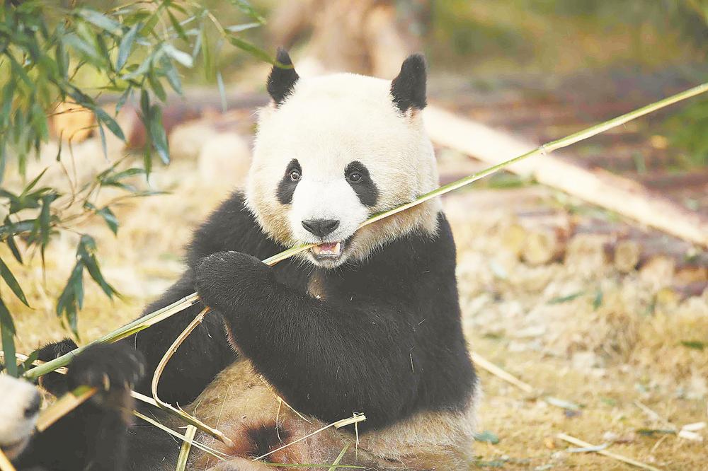 大熊猫来福州了_ 回应关切_福建省人民政府门户网站