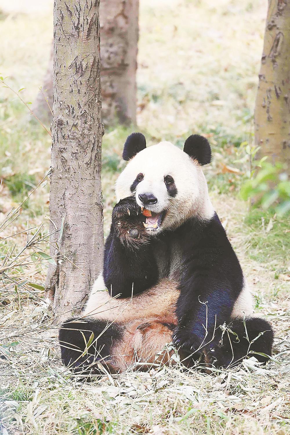 大熊猫来福州了_ 回应关切_福建省人民政府门户网站